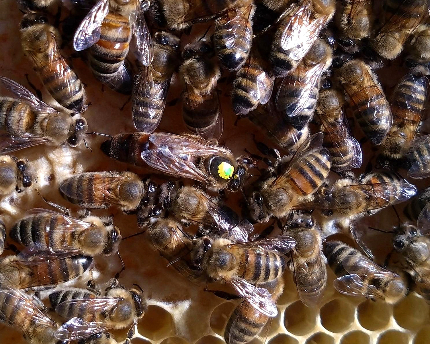 Matka pszczela Buckfast Kaukaski unasieniona 19 maj - 29 maj | Matki ...
